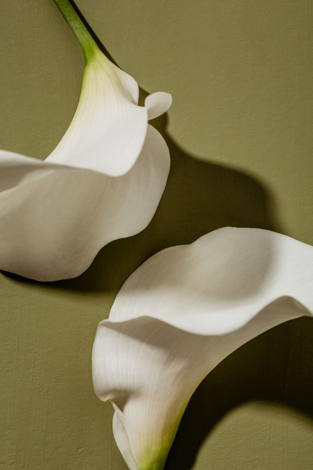 A Bespoke Approach | Brooklyn Face & Eye